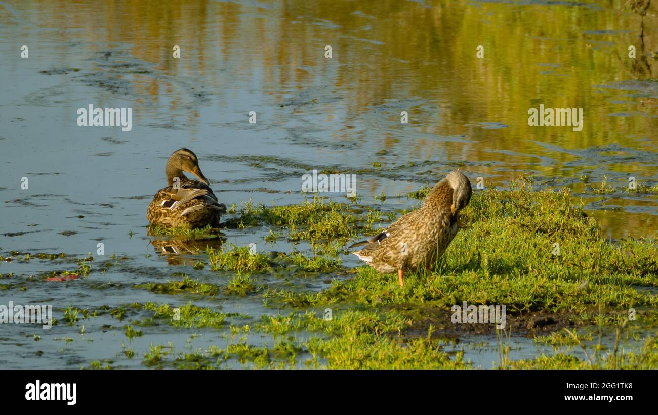 Scenic view of ducks in the water pond Stock Photo - Alamy