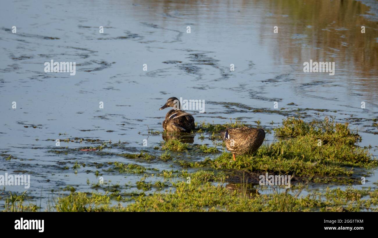 Scenic view of ducks in the water pond Stock Photo - Alamy