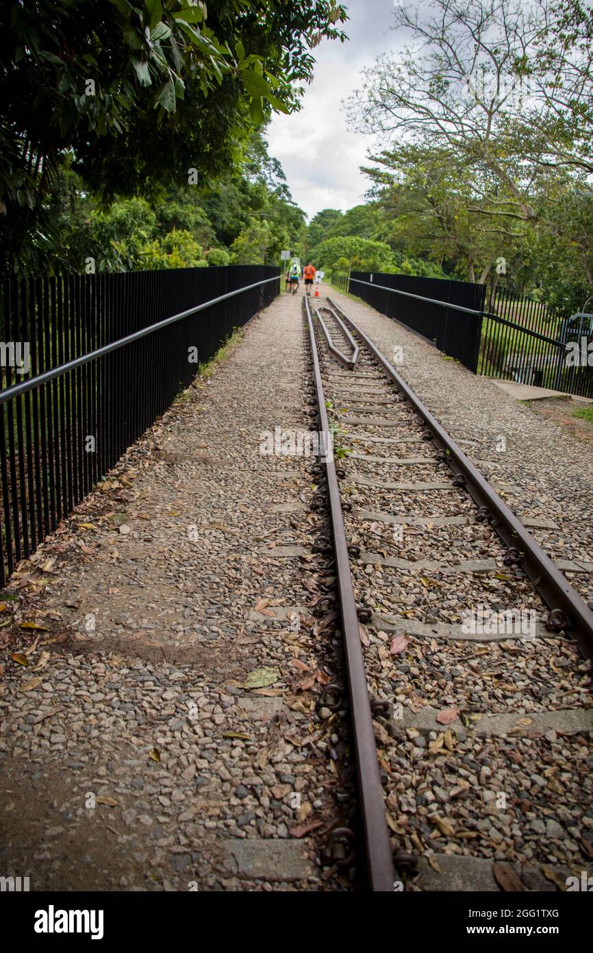 the Rail Corridor of Singapore close to Bukit Timah Forest Reserve. It ...