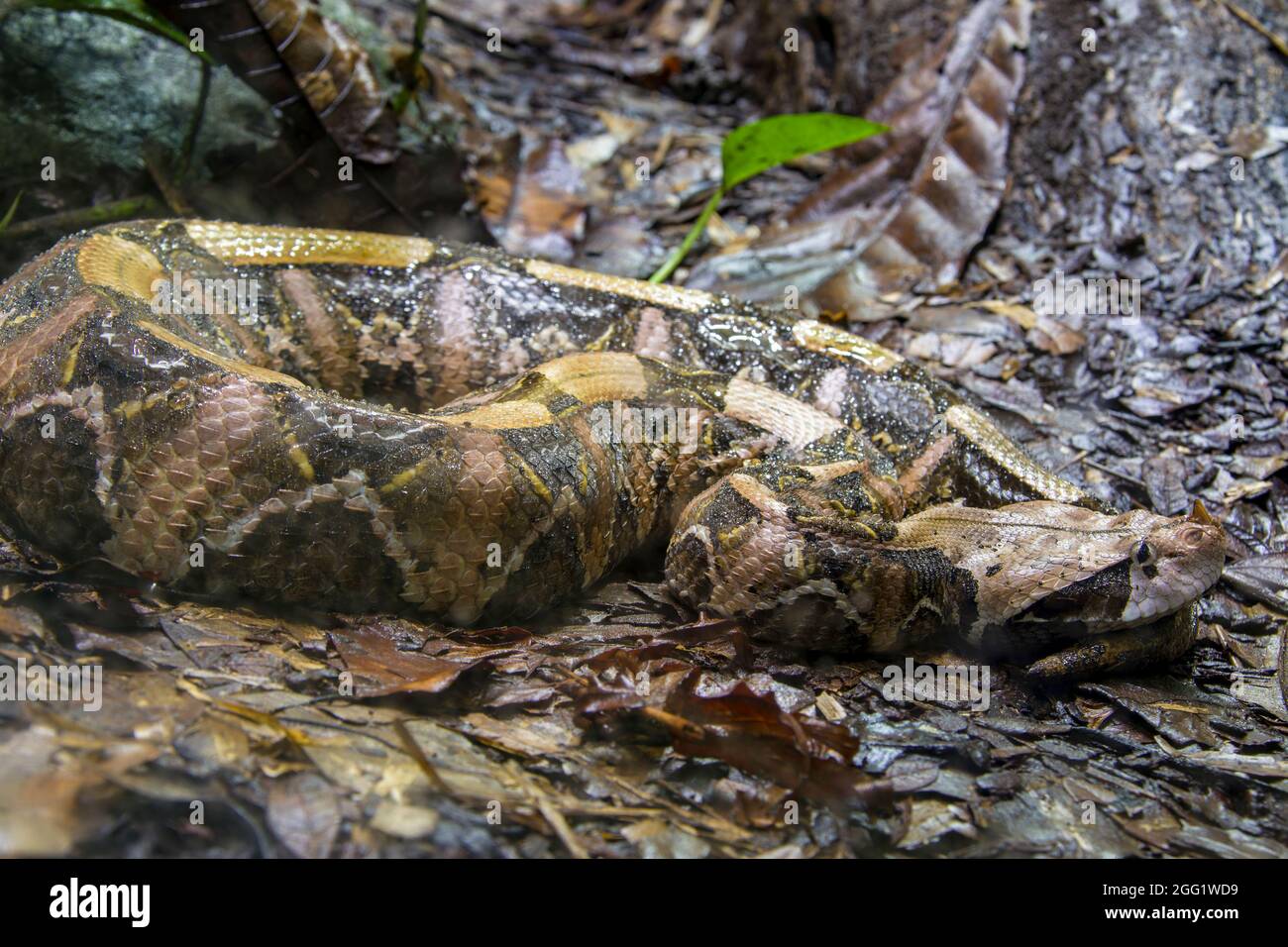 Bitis gabonica mouth hi-res stock photography and images - Alamy