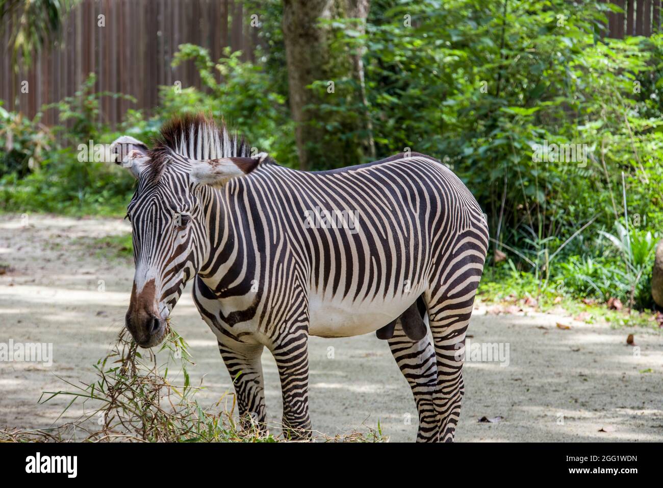 The Grevy's zebra is the largest living wild equid and the largest and ...