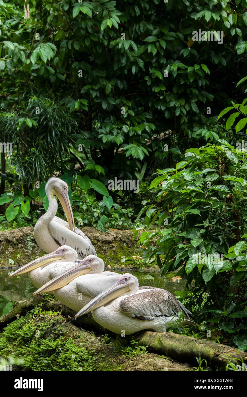 The great white pelican (Pelecanus onocrotalus) resting on the log. It ...