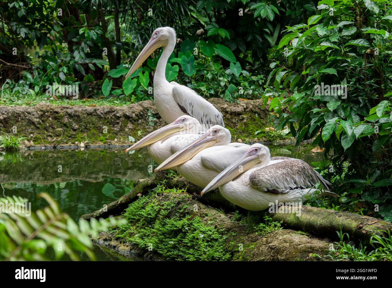 The great white pelican (Pelecanus onocrotalus) resting on the log. It ...
