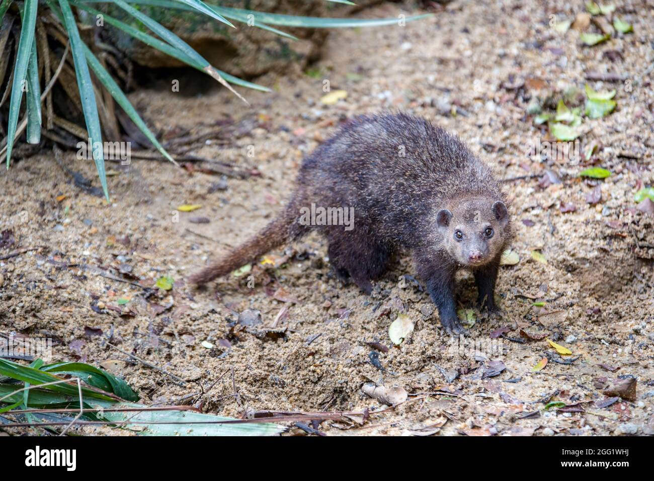 The common kusimanse (Crossarchus obscurus) is a small, diurnal ...