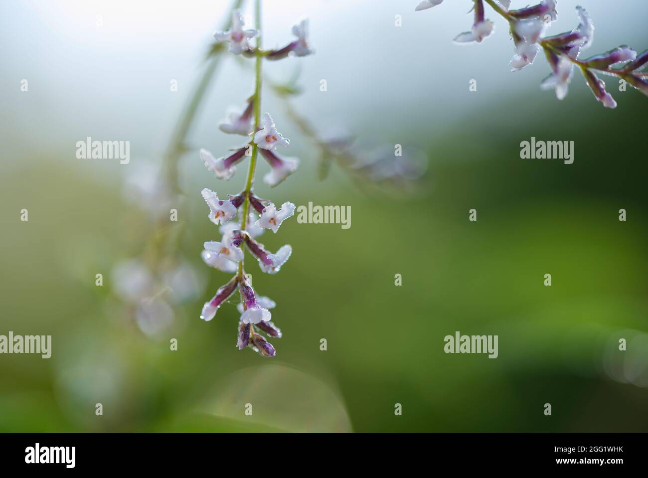 Verbena plant hi-res stock photography and images - Alamy