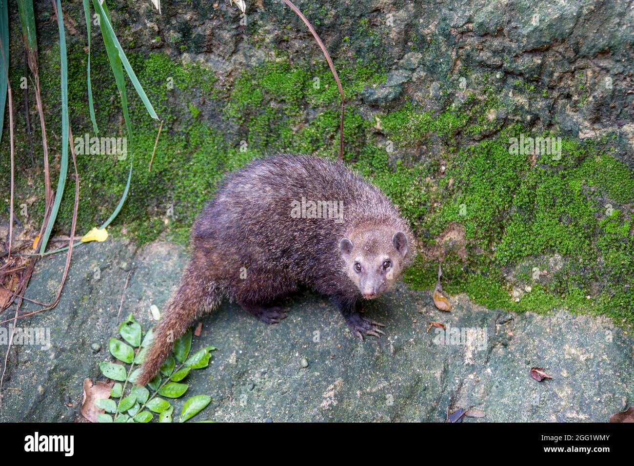 The common kusimanse (Crossarchus obscurus) is a small, diurnal ...