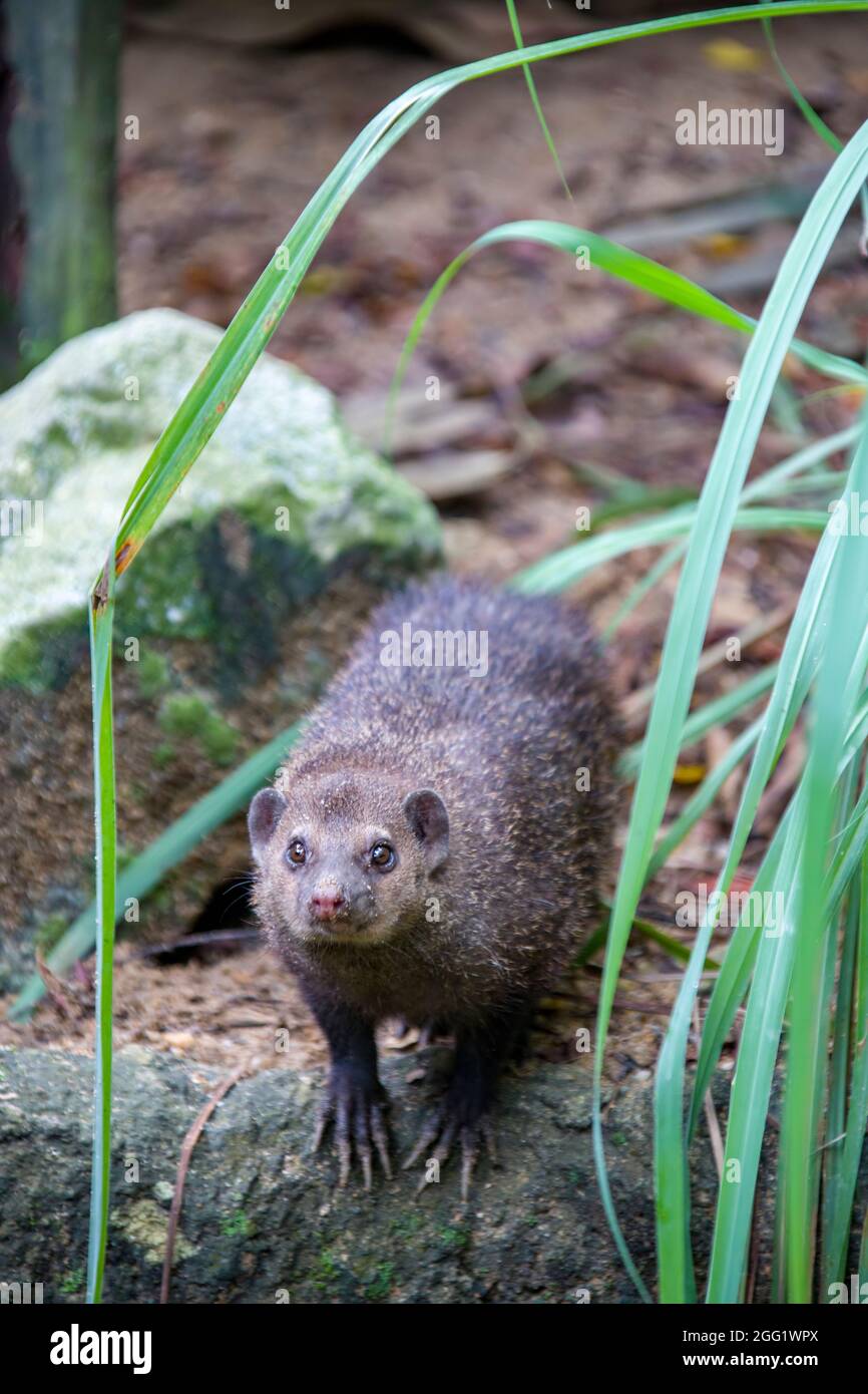 The common kusimanse (Crossarchus obscurus) is a small, diurnal ...