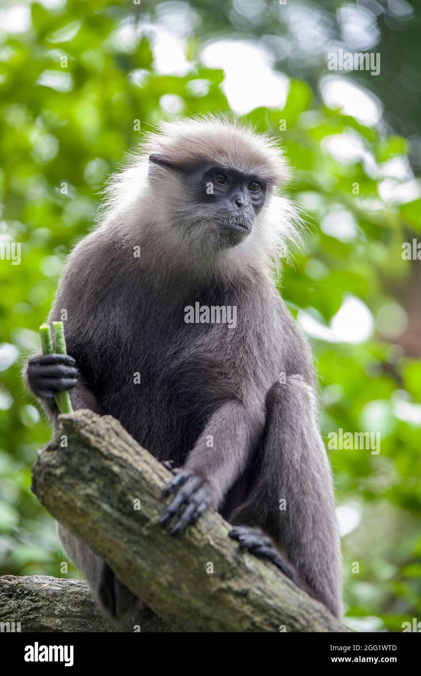 Semnopithecus vetulus hi-res stock photography and images - Alamy