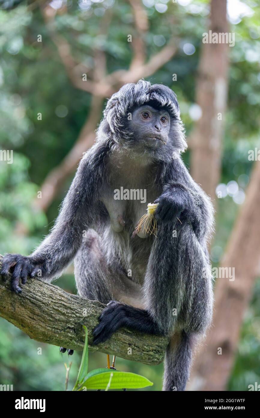 Colobinae hi-res stock photography and images - Alamy