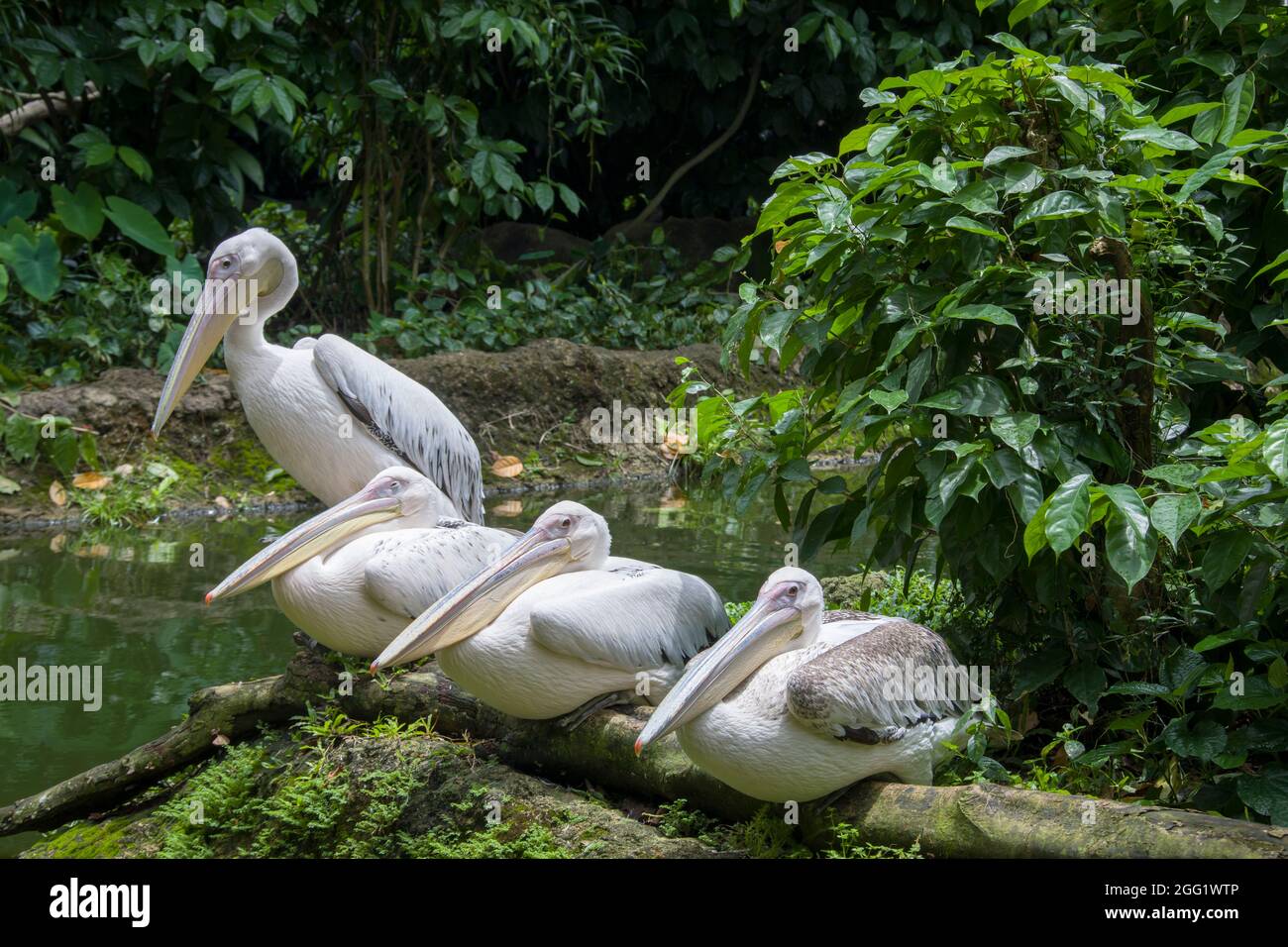 The great white pelican (Pelecanus onocrotalus) resting on the log. It ...
