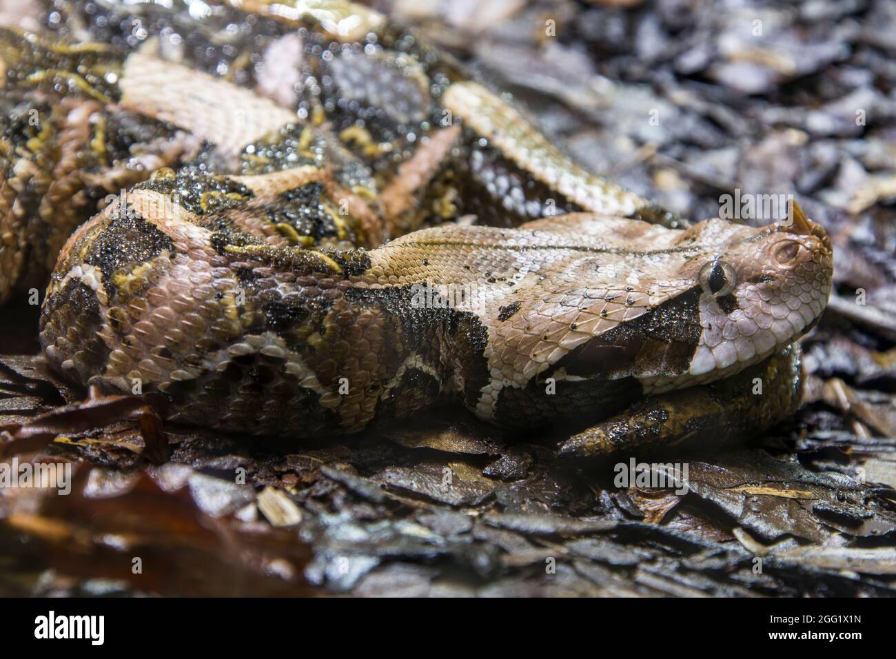 Bitis gabonica hi-res stock photography and images - Alamy