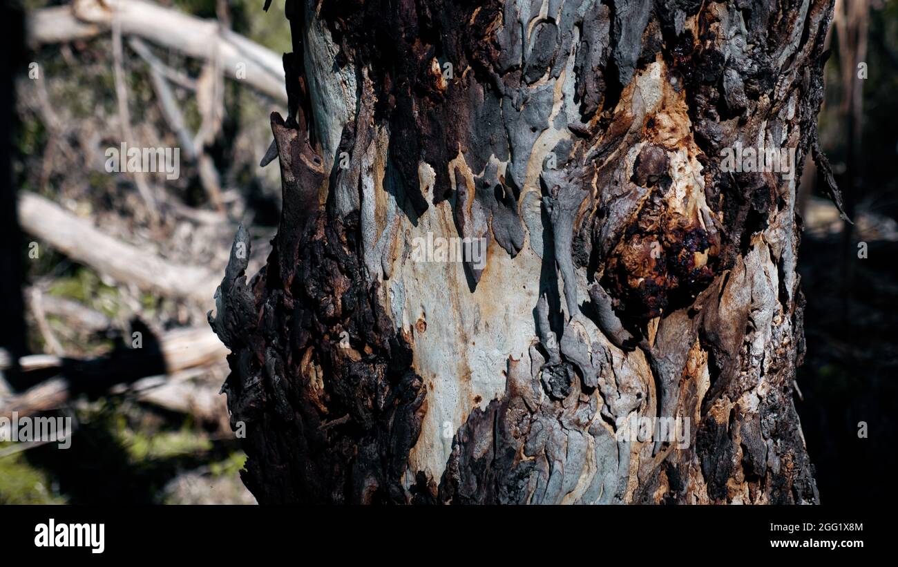 Tree Trunk, Bark Stock Photo - Alamy