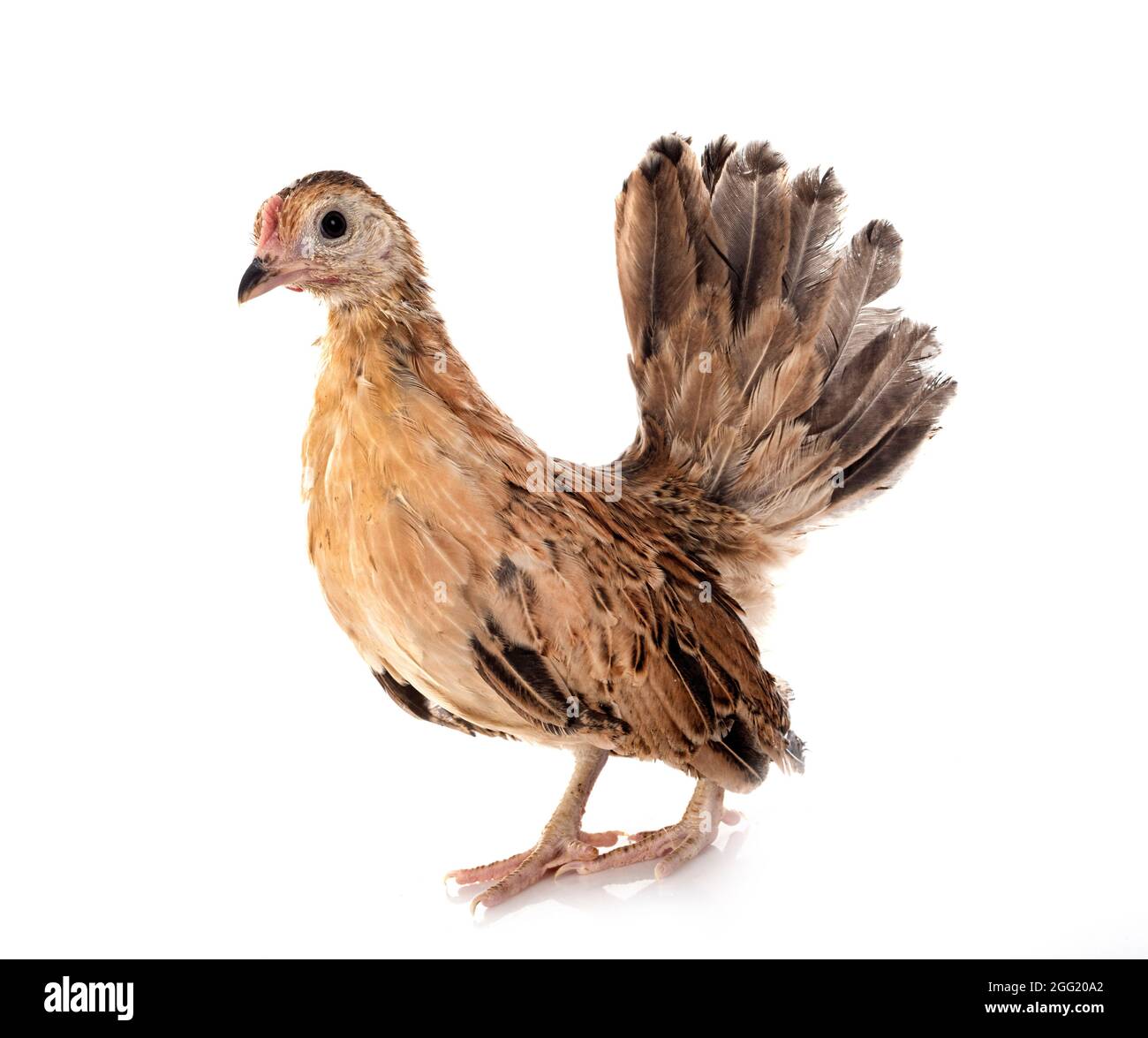 Serama Chicken White