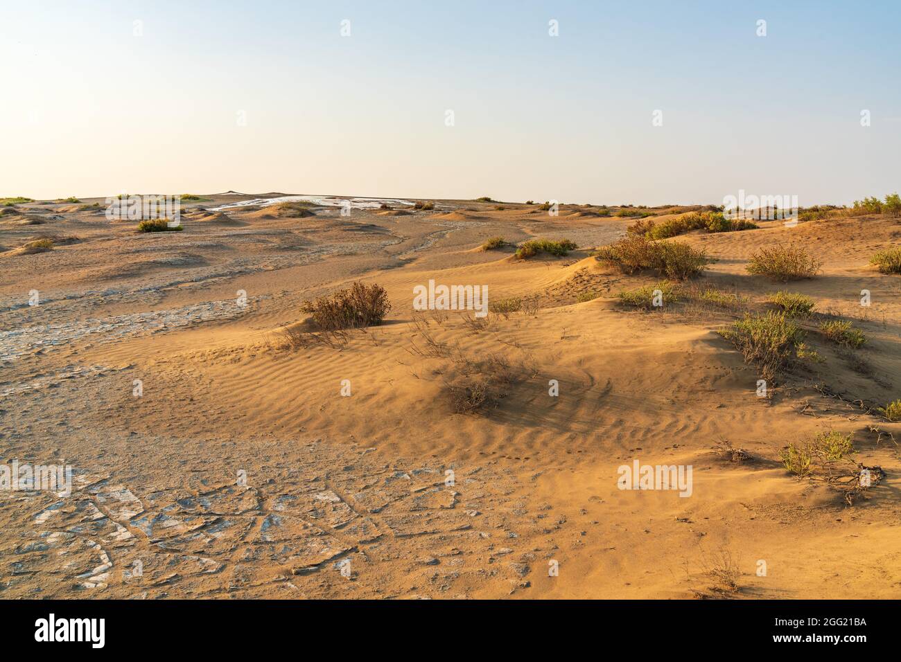 Sand dunes and sparse vegetation in the desert Stock Photo - Alamy