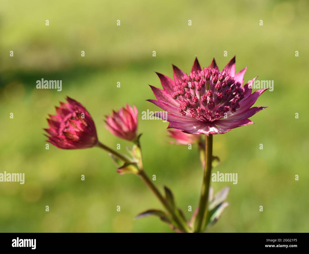 Astrantia major flower hi-res stock photography and images - Alamy