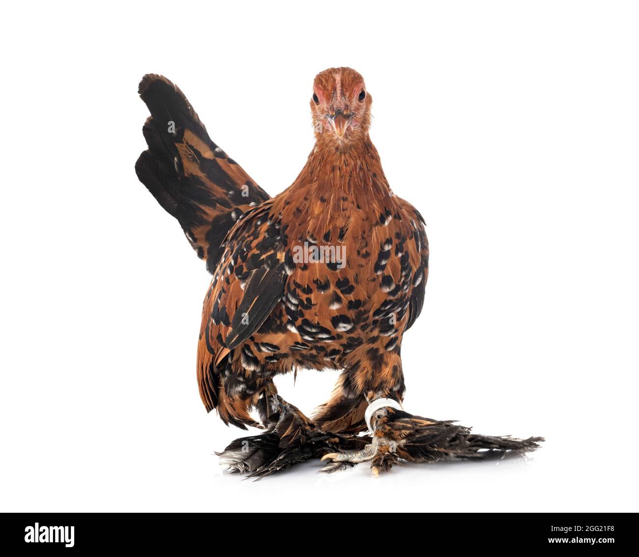 Booted Bantam in front of white background Stock Photo - Alamy
