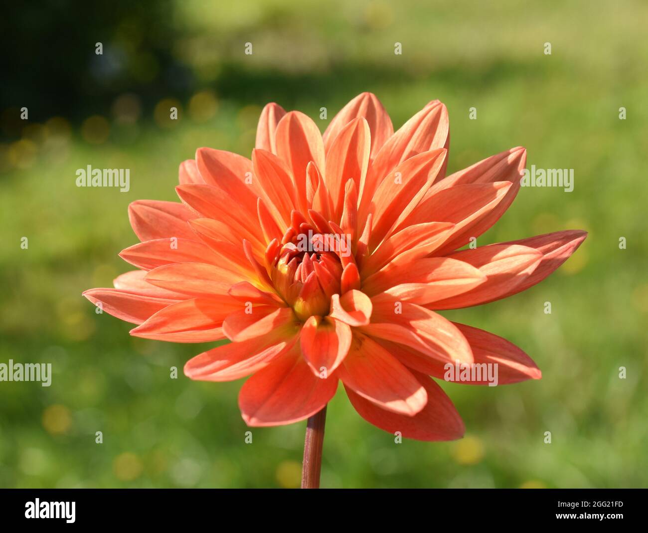 Orange colored columbine dahlia flower closeup Stock Photo - Alamy