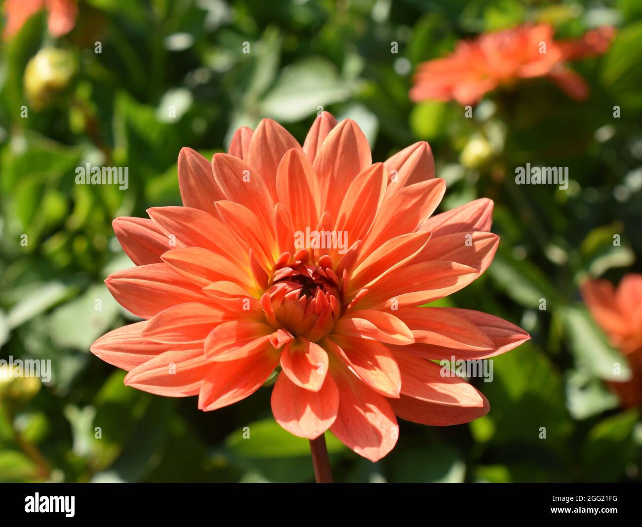 Beautiful orange color dahlia flower hi-res stock photography and ...