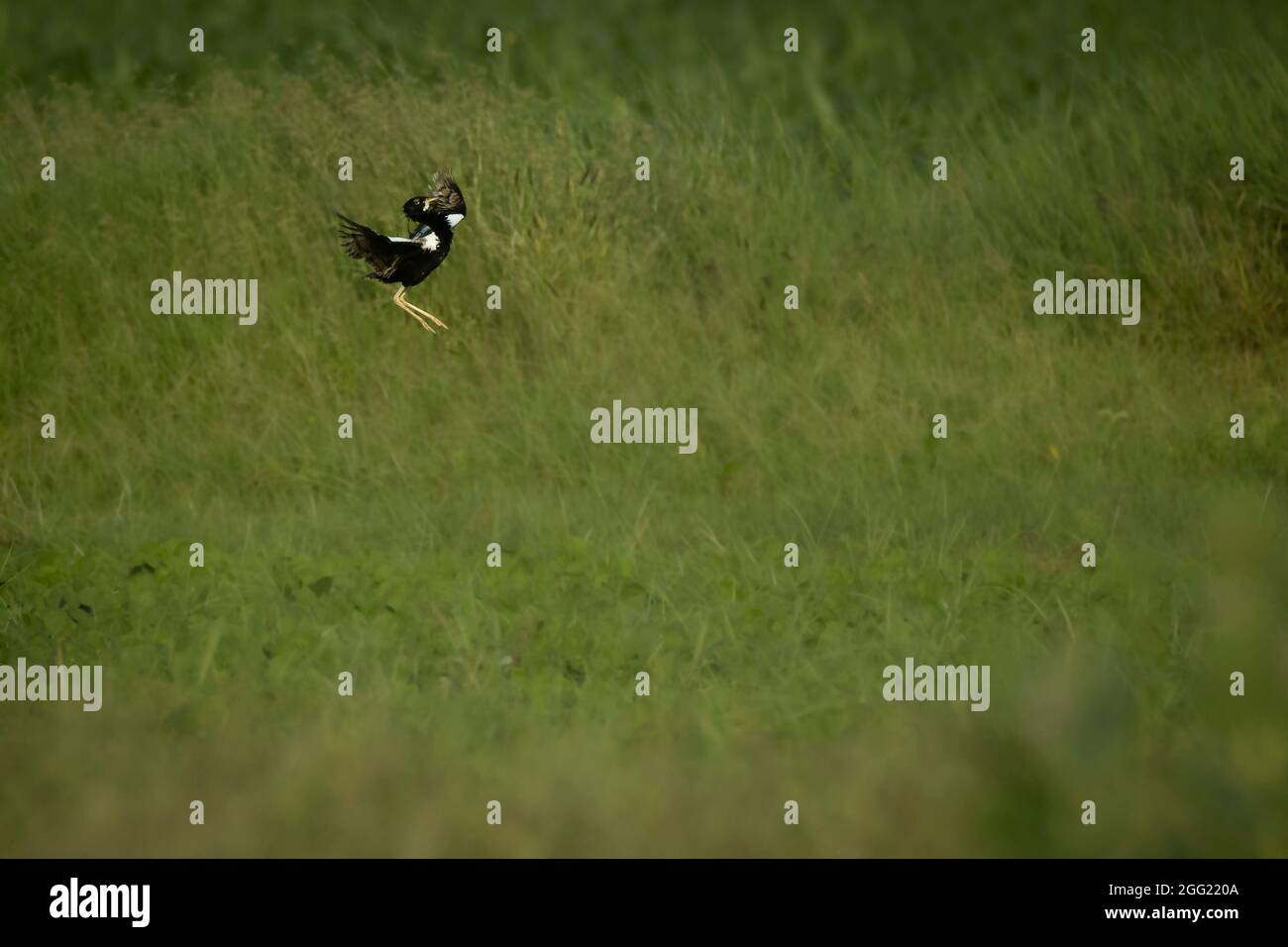 Lesser Florican display in Rajasthan India Stock Photo - Alamy