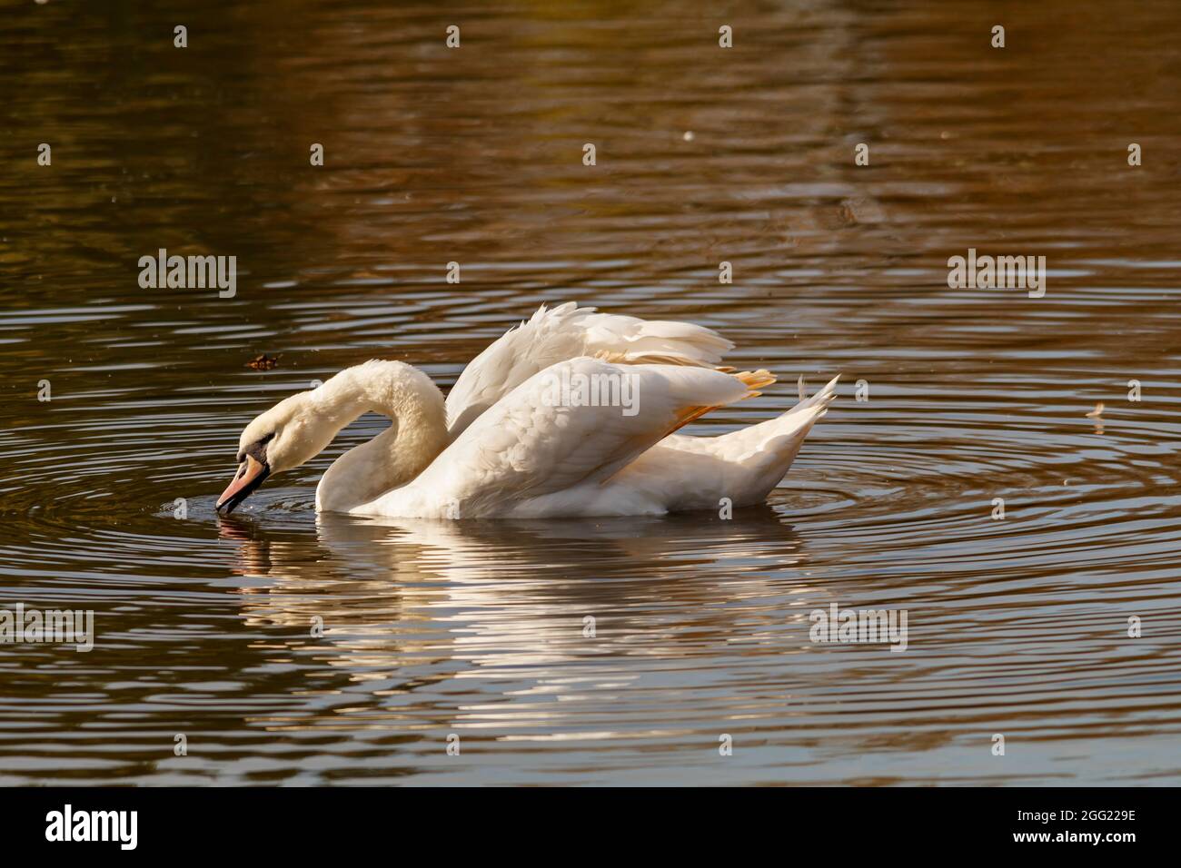 Backwell lake with swan reflection Stock Photo - Alamy