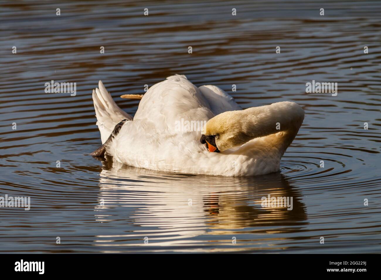 Backwell lake with swan reflection Stock Photo - Alamy
