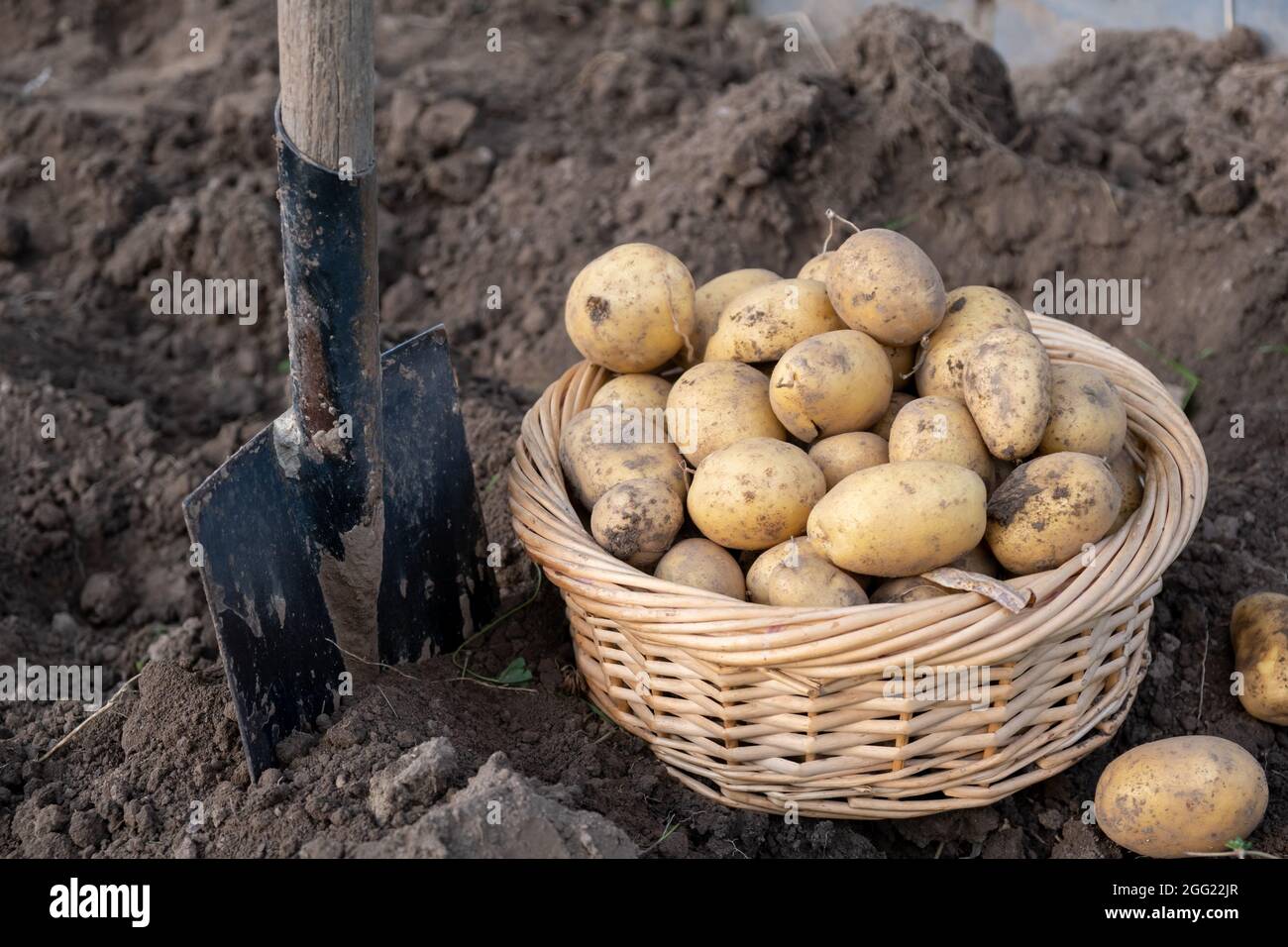 Lifting potatoes garden hi-res stock photography and images - Alamy