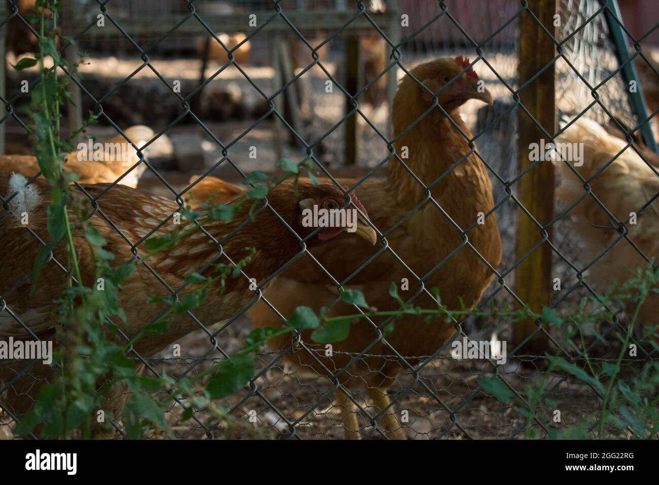 Hens in hen house. Hens in bio farm. Chicken in hen house in cage free ...