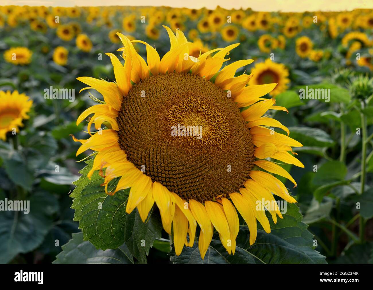 Sunflowers field on sunset. Harvesting Sunflower Seeds in agriculture ...