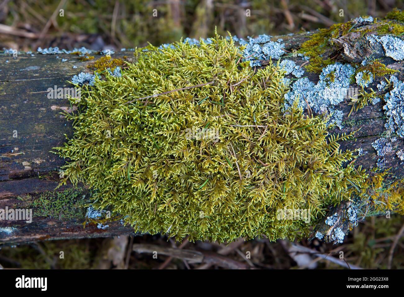 Green moss with mold on the trunk of an old rotten tree that fell to ...