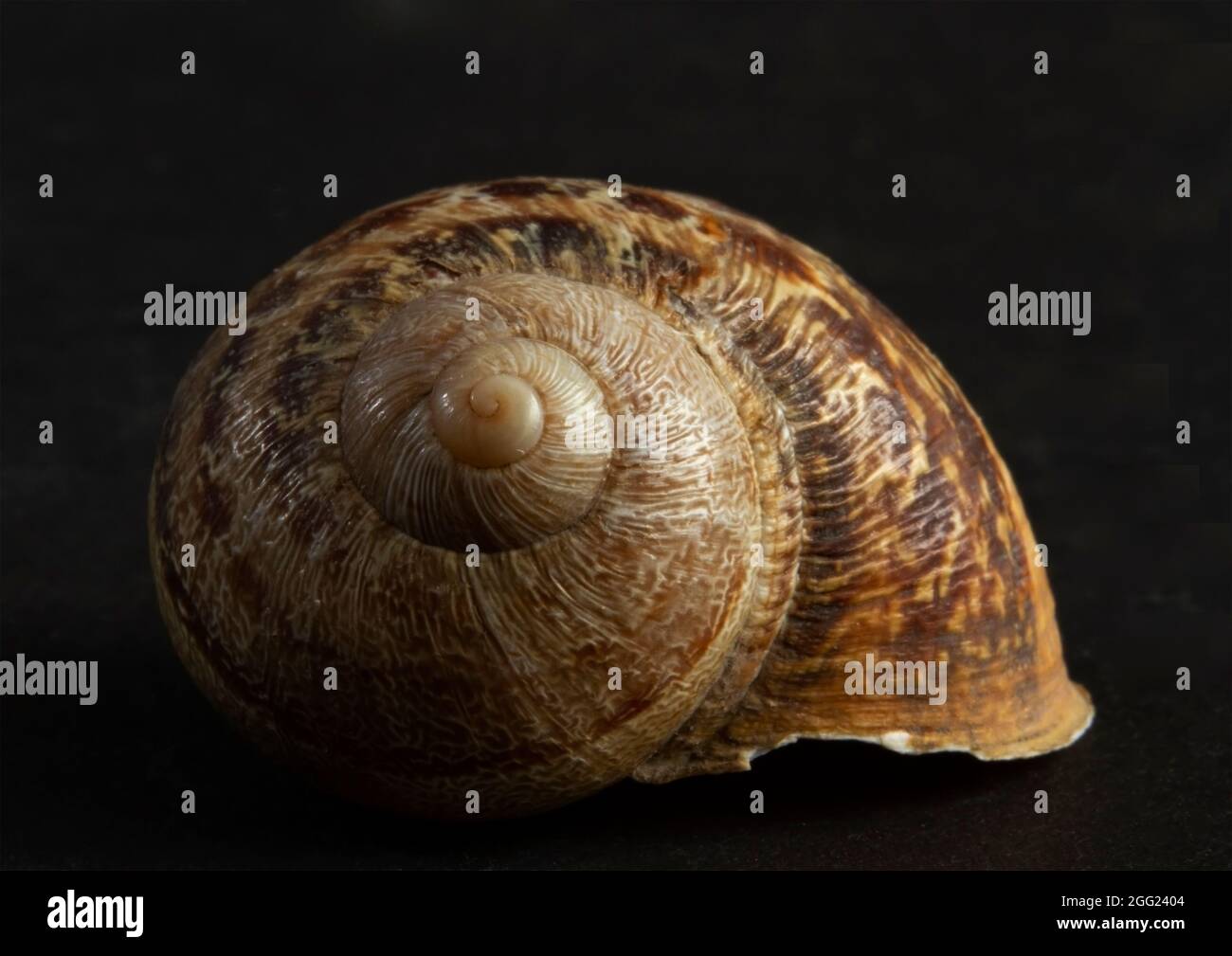 The tight spiral of the Garden Snail is always clock-wise in ...
