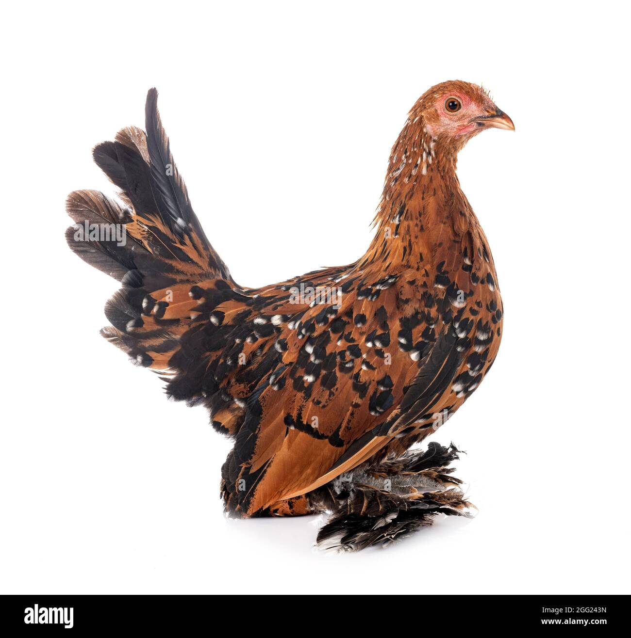 Booted Bantam in front of white background Stock Photo - Alamy