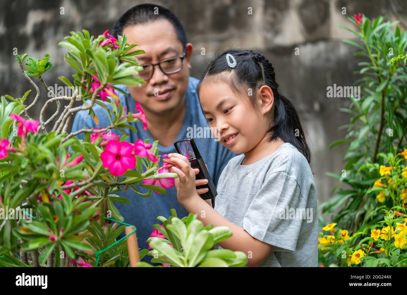 Asian child girl examining a beautiful flower in a garden with father ...
