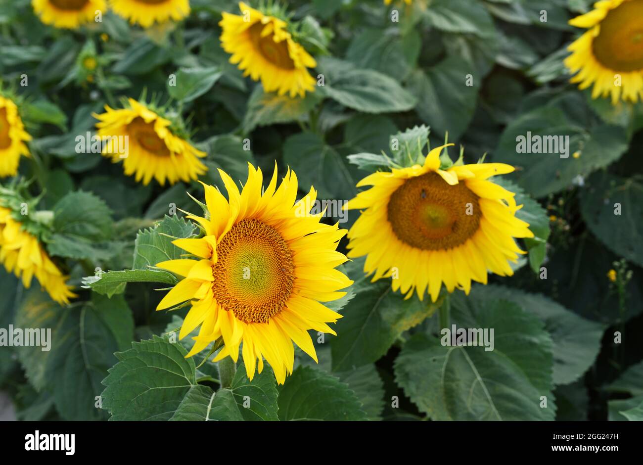Sunflowers in field. Harvesting Sunflower Seeds in agriculture. Huge ...