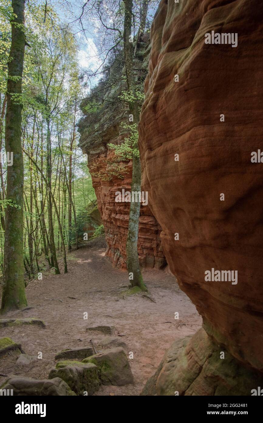 Hiking path besides rock formation of Altschlossfelsen of red sandstone ...