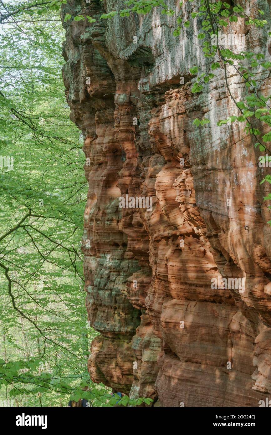 Detail of rock formation of Altschlossfelsen of red sandstone in forest ...