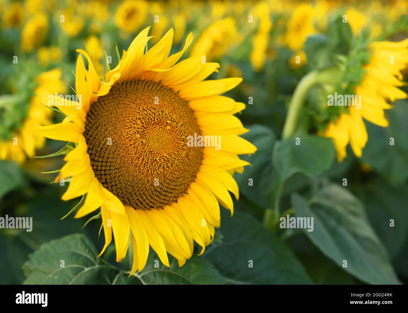 Sunflowers in field. Harvesting Sunflower Seeds in agriculture. Huge ...