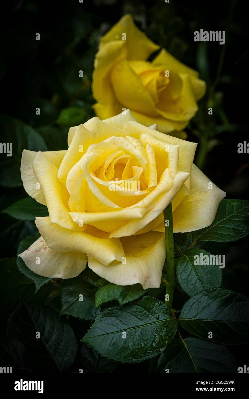 Rosa Glorious growing in a garden Stock Photo - Alamy