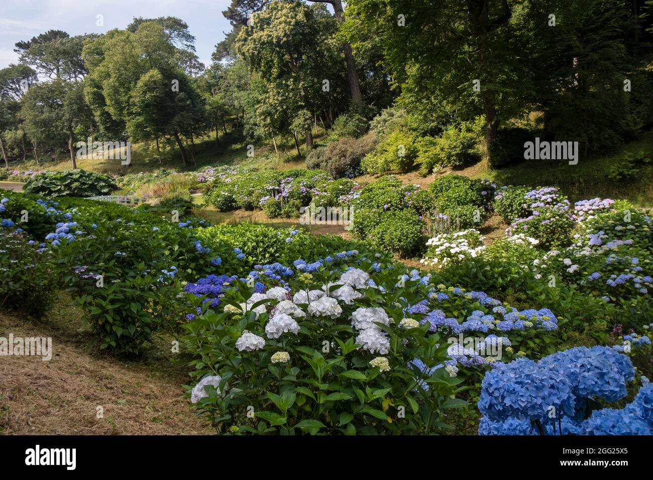 Hydrangea Valley in the spectacular sub tropical Trebah Gardens in ...
