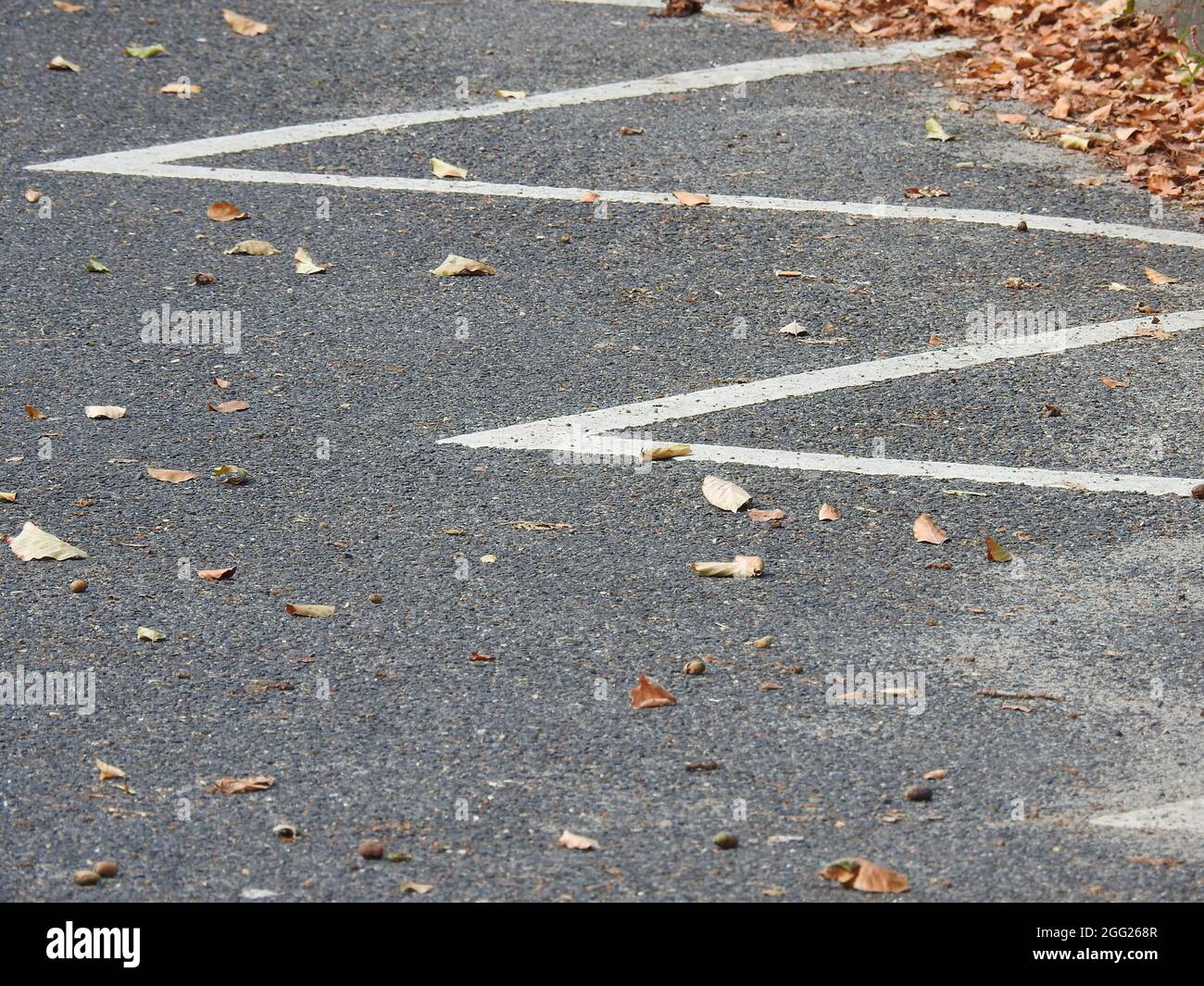White triangle road signs indicating no parking on gray asphalt with ...