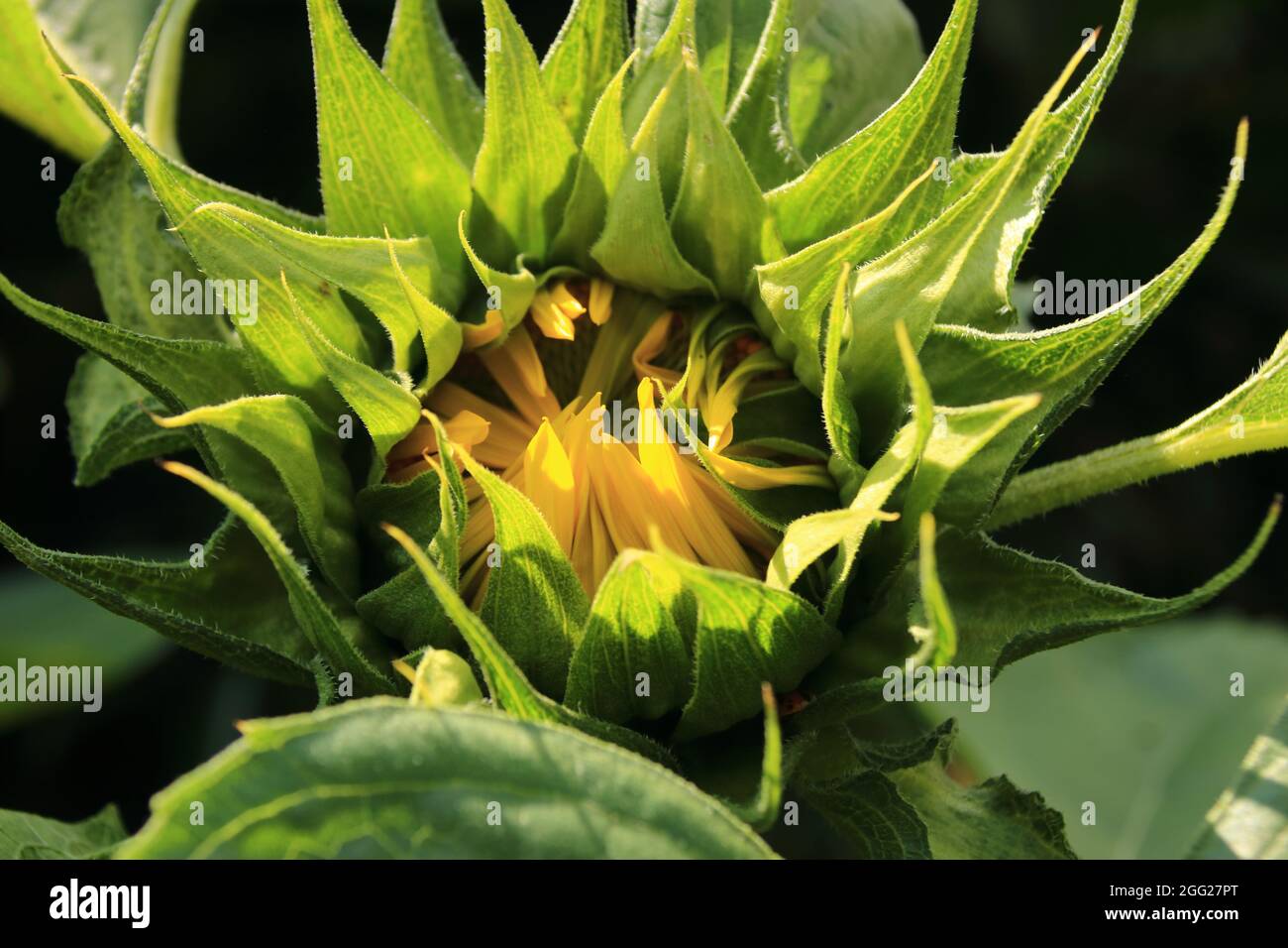 Summer sunflower hi-res stock photography and images - Alamy