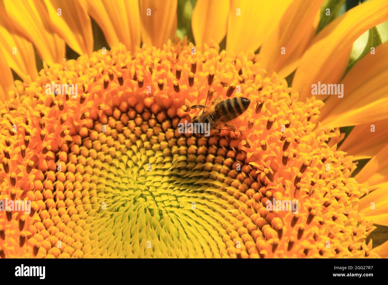 Bee sits on a sunflower in the sunshine Stock Photo - Alamy