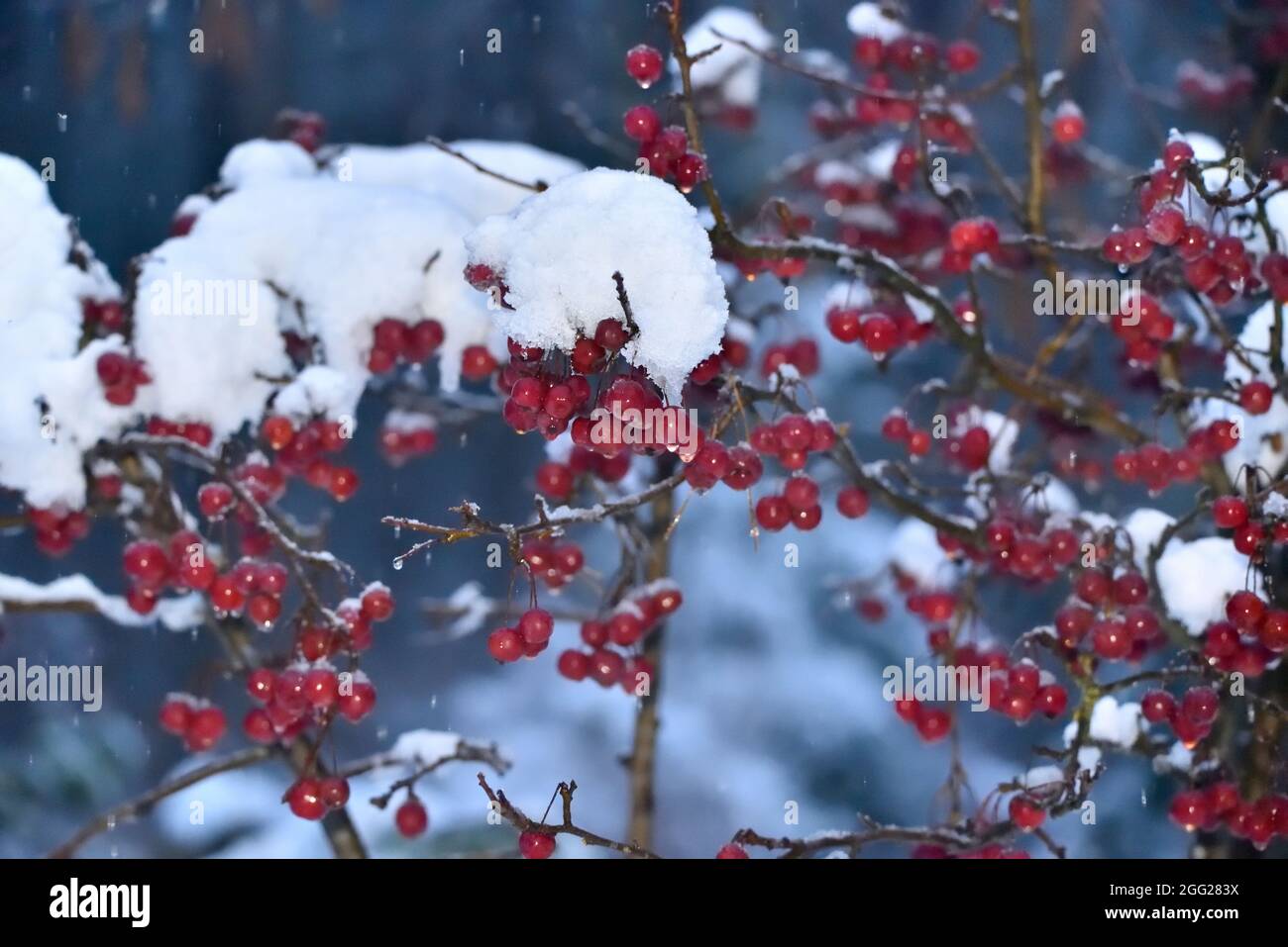 red fruits of viburnum on twigs covered with snow Stock Photo - Alamy