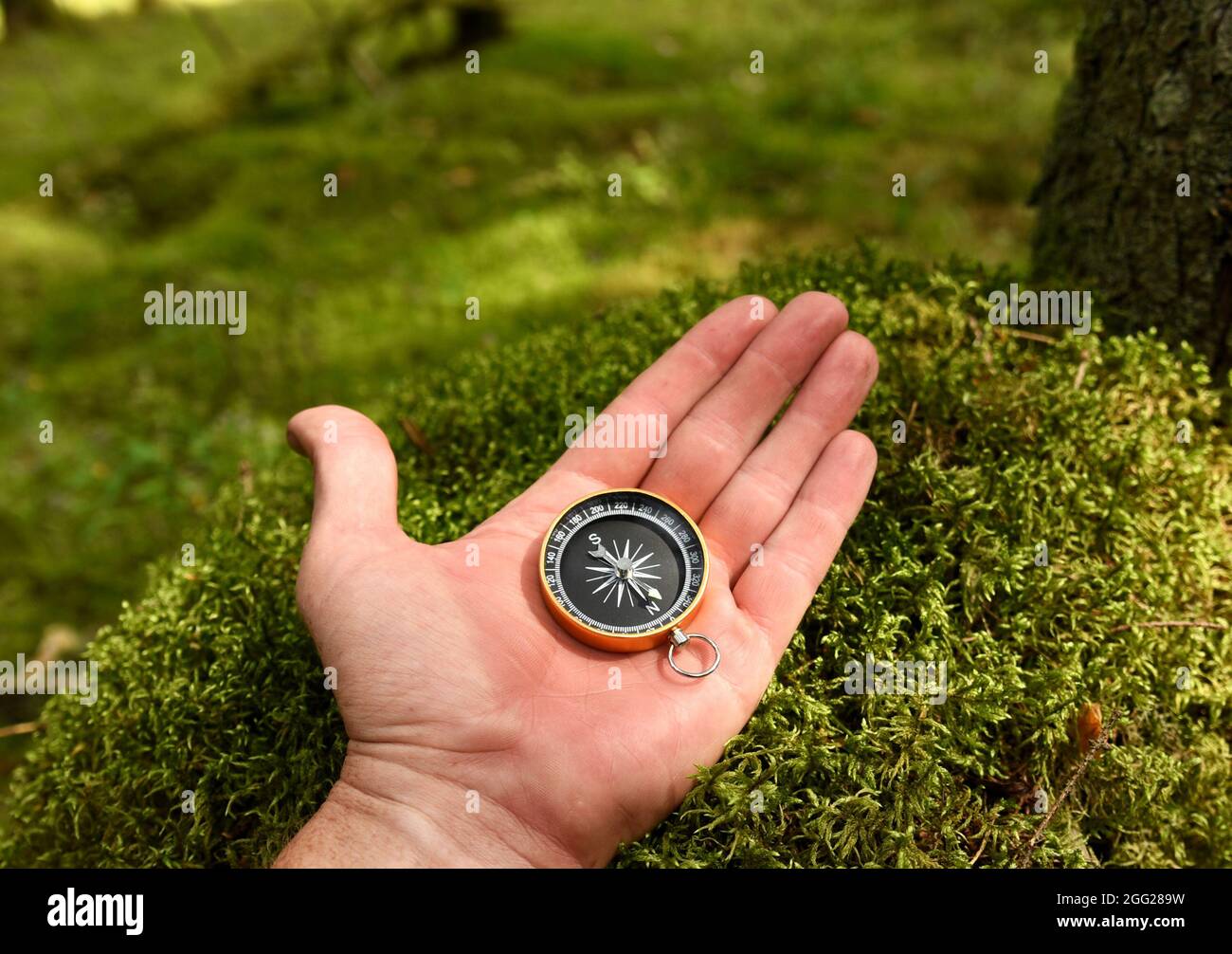 Compass in hand at forest. Tourist compass for orientation on the ...