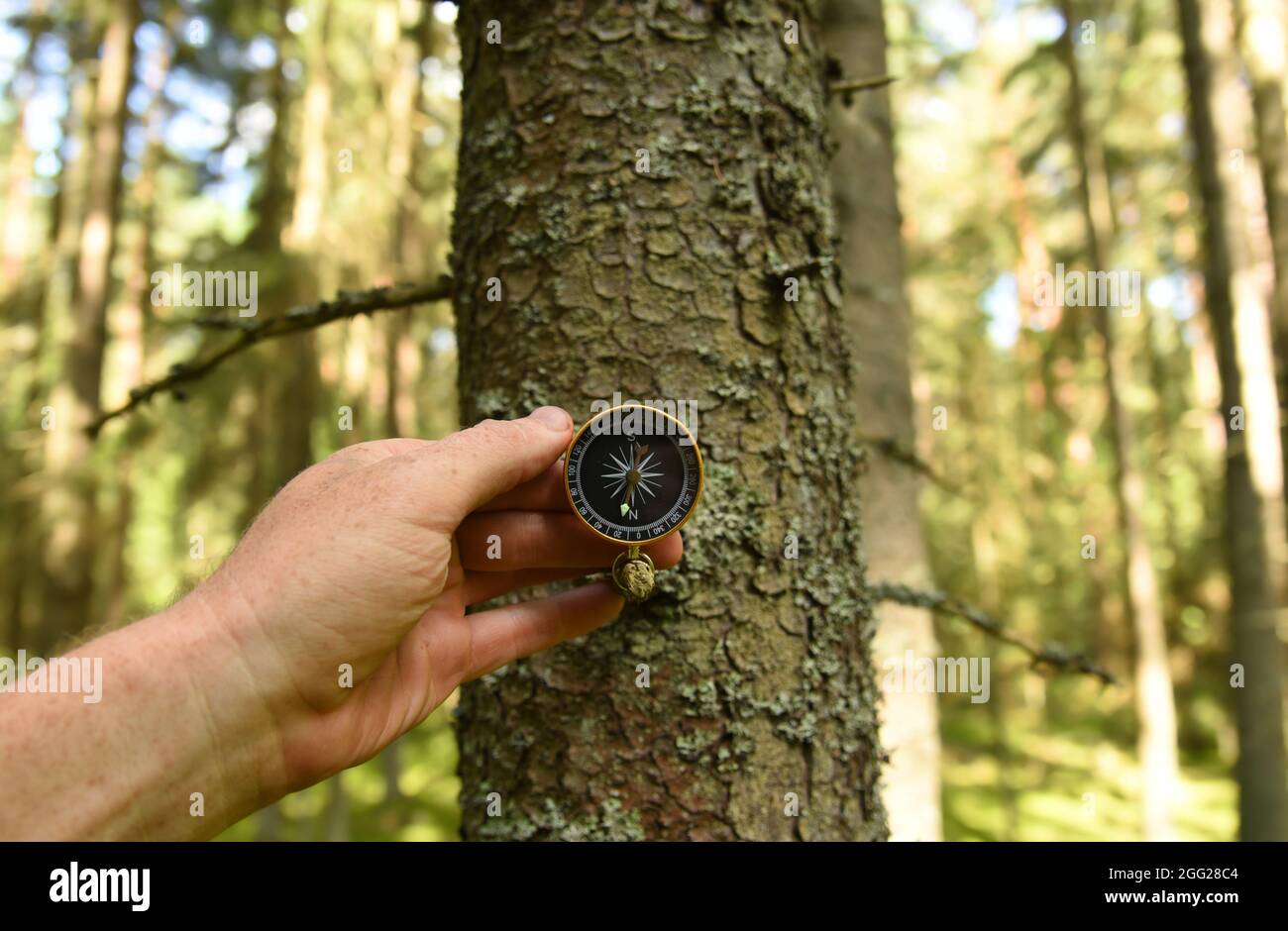Compass on tree in the forest. Tourist compass for orientation on the ...