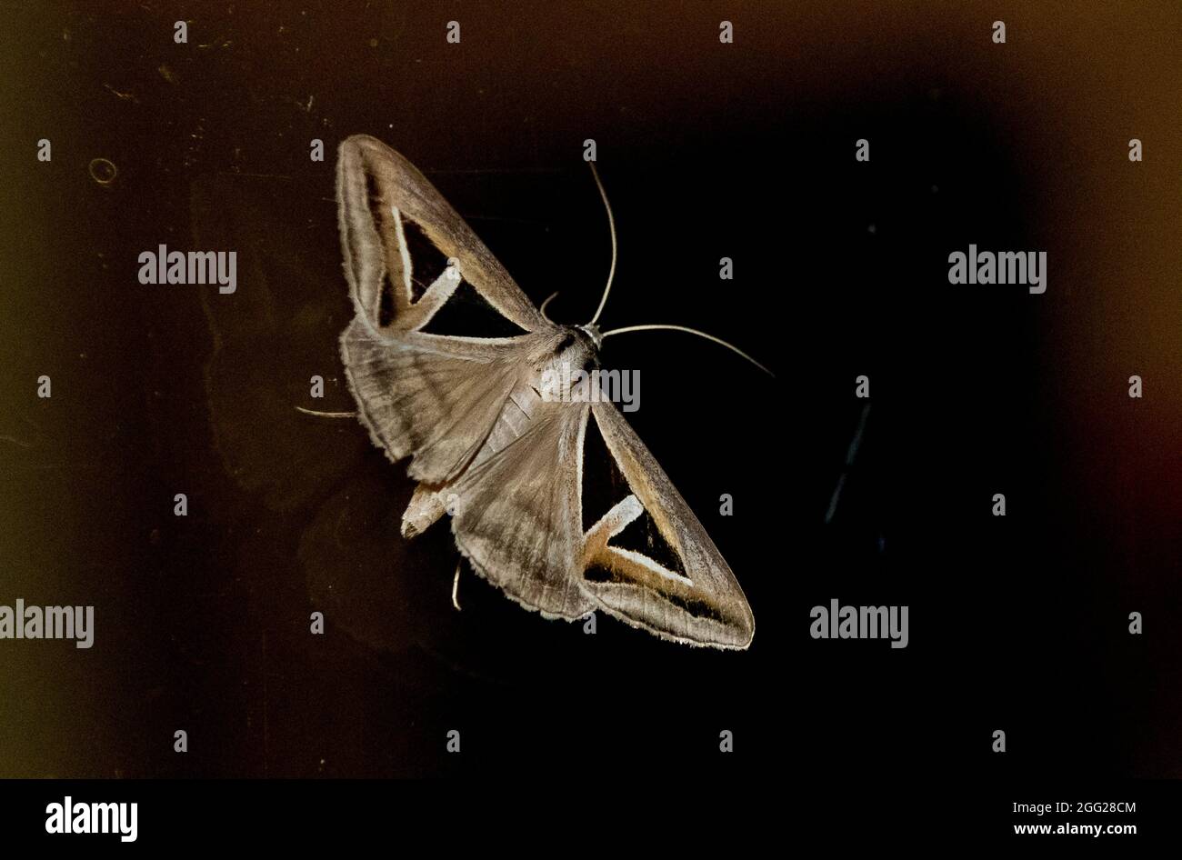 Resting moth hi-res stock photography and images - Alamy