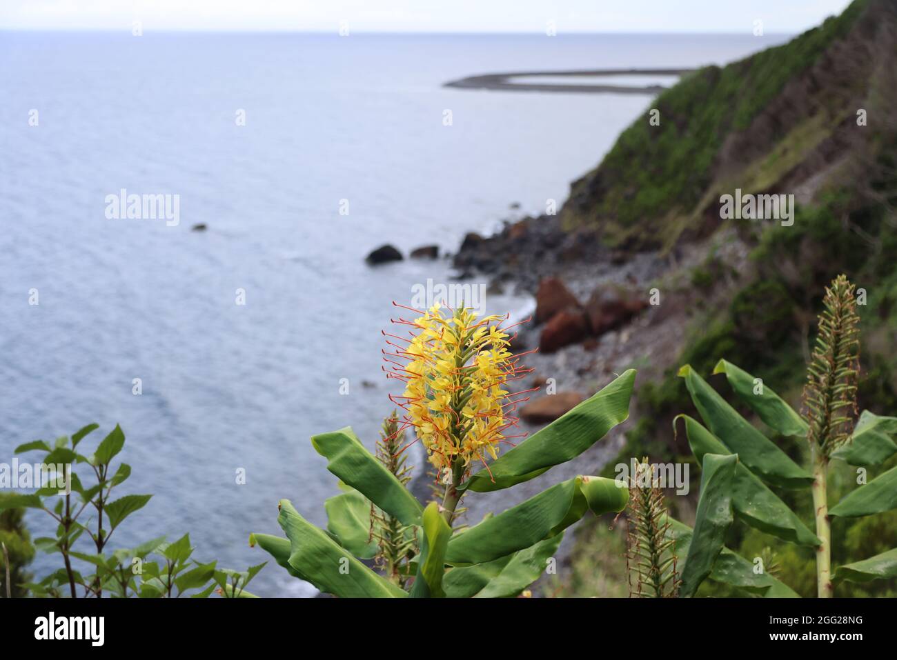 The typical Hedychium gardneranum flower of the Azores islands Stock ...