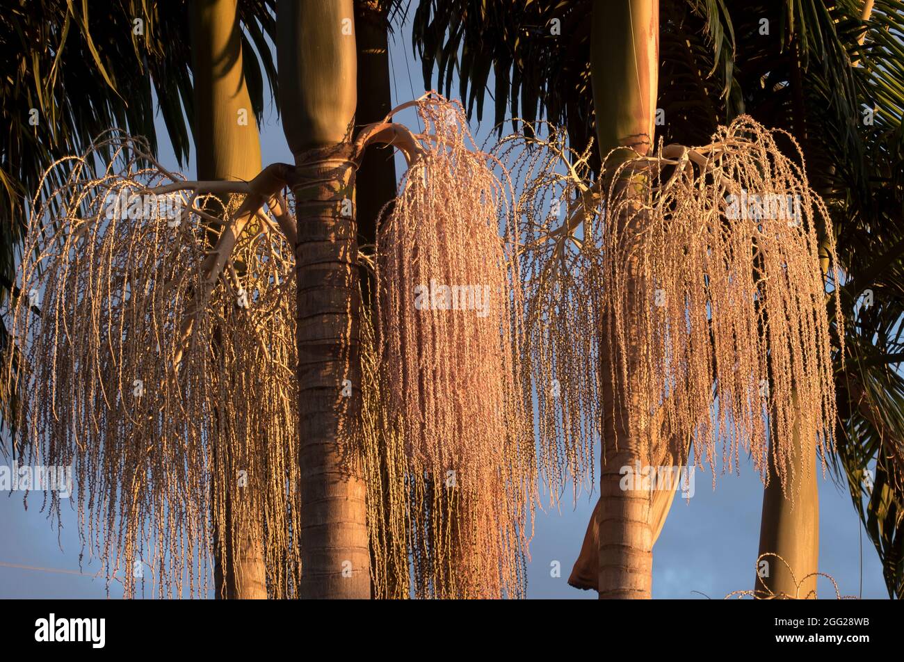 Bangalow palm archontophoenix cunninghamiana in hi-res stock ...