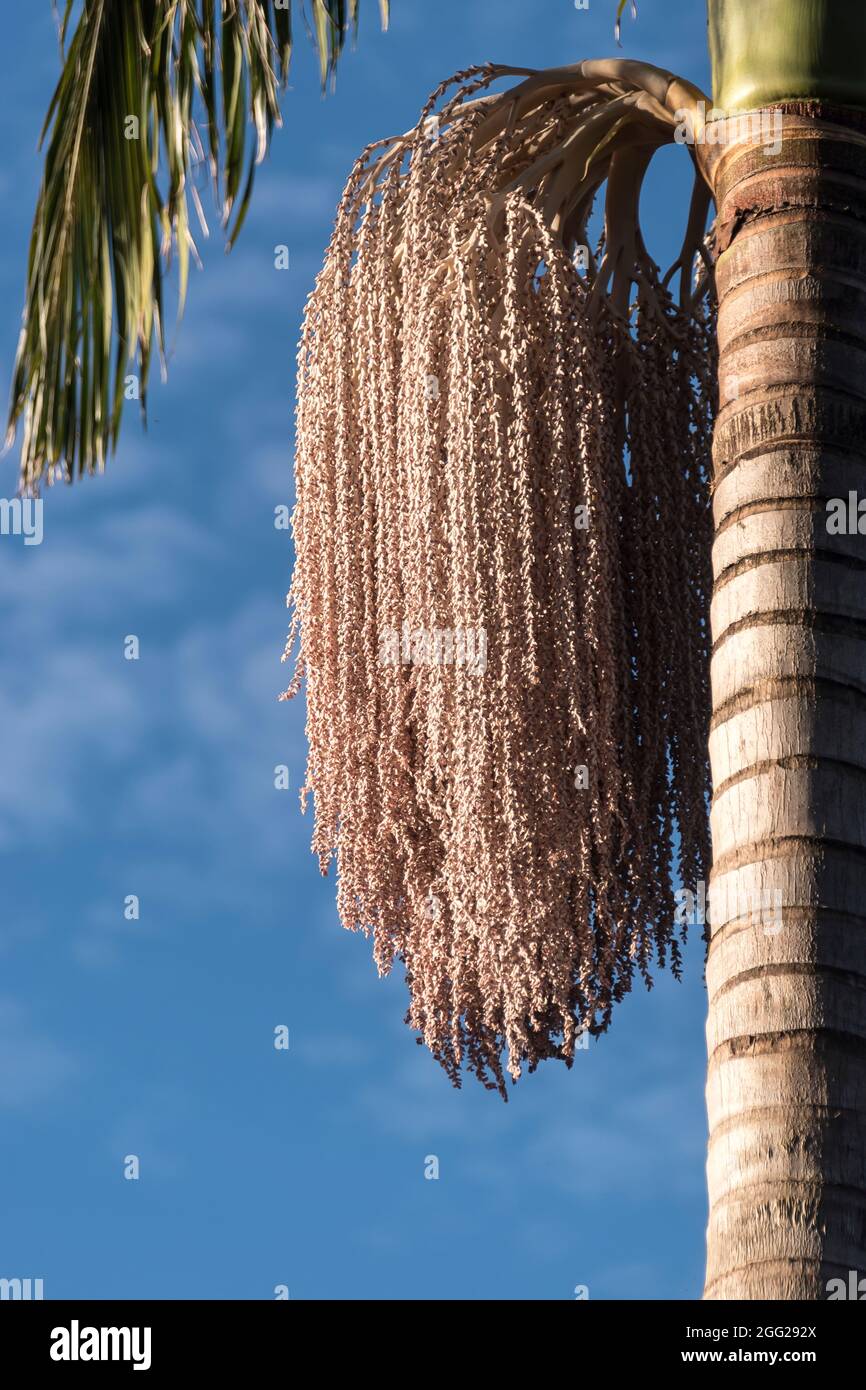 Palm frond hanging hi-res stock photography and images - Alamy
