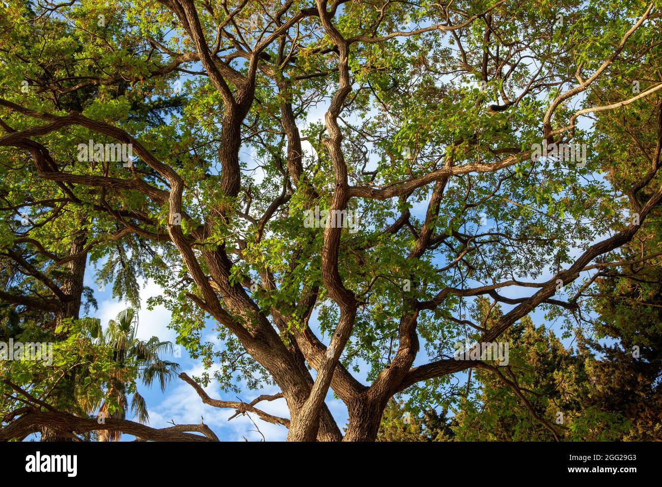 A magnificent background made of the crown of a huge tree with pieces ...