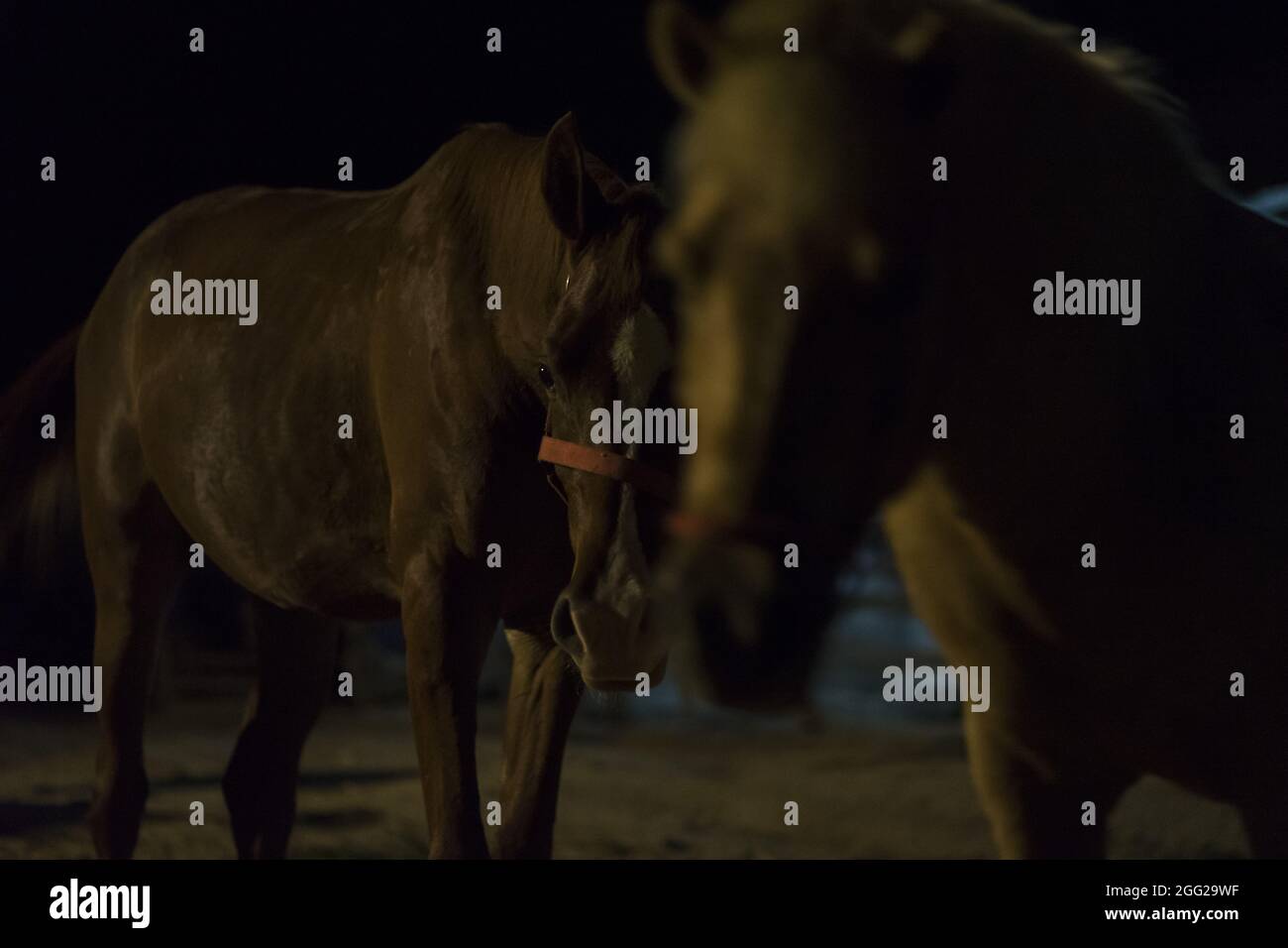 Horses in a pen hi-res stock photography and images - Alamy